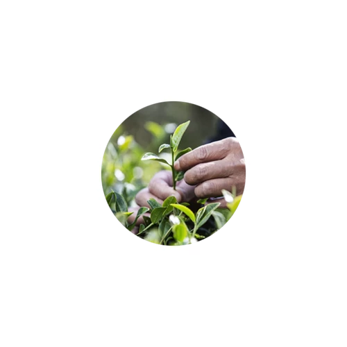 Tea Garden Management Equipment Tea Harvester Pruner Machine