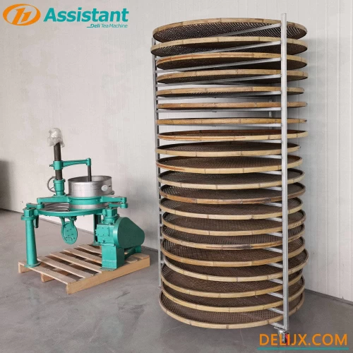 How does the black tea withering process work?