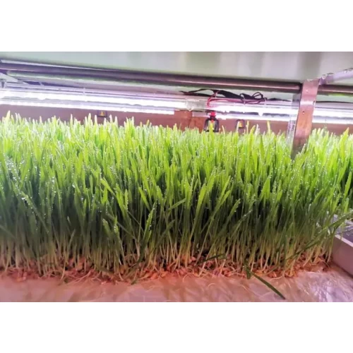 china hydroponic fodder trays for sale,china hydroponic wheatgrass ...