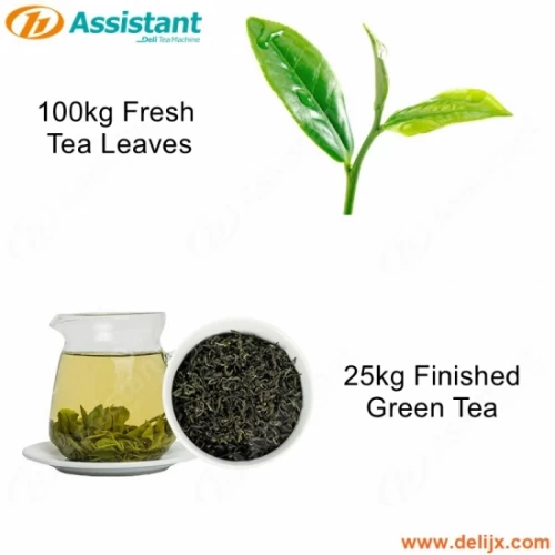 How To Make 25Kg Finished Green Tea By Machine?