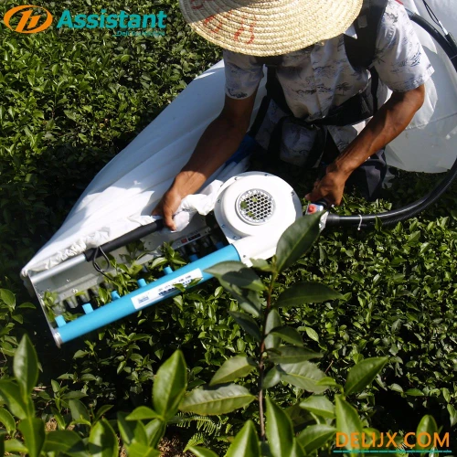 Mechanical Tea Plucking