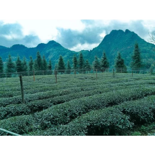 Penanggulangan Kebun Teh Saat Cuaca Panas