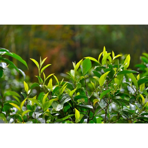 Proses pemanenan teh