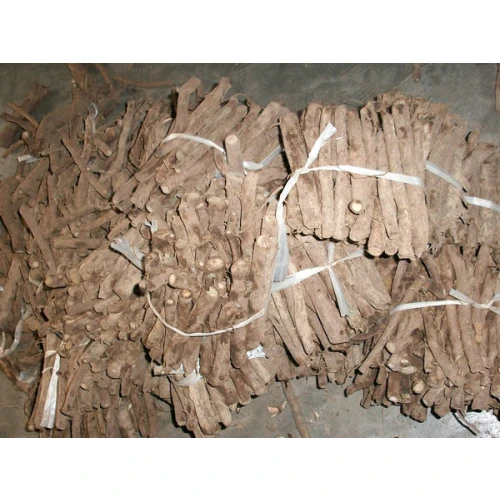 Paulownia shan tong