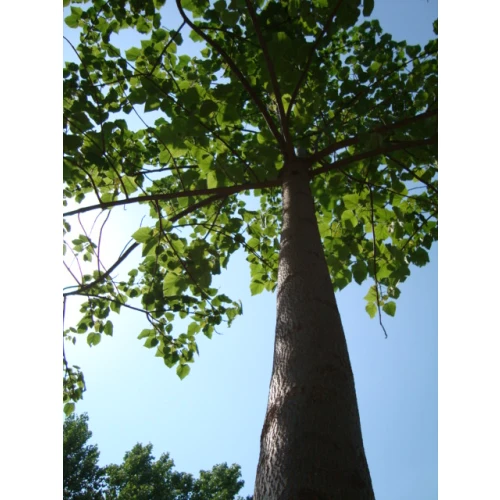Shan Tong semillas de paulownia resistente al frío seco